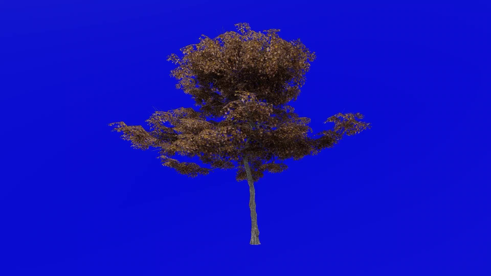 Tree animation loop - japanese maple, fullmoon maple, downy japanese ...