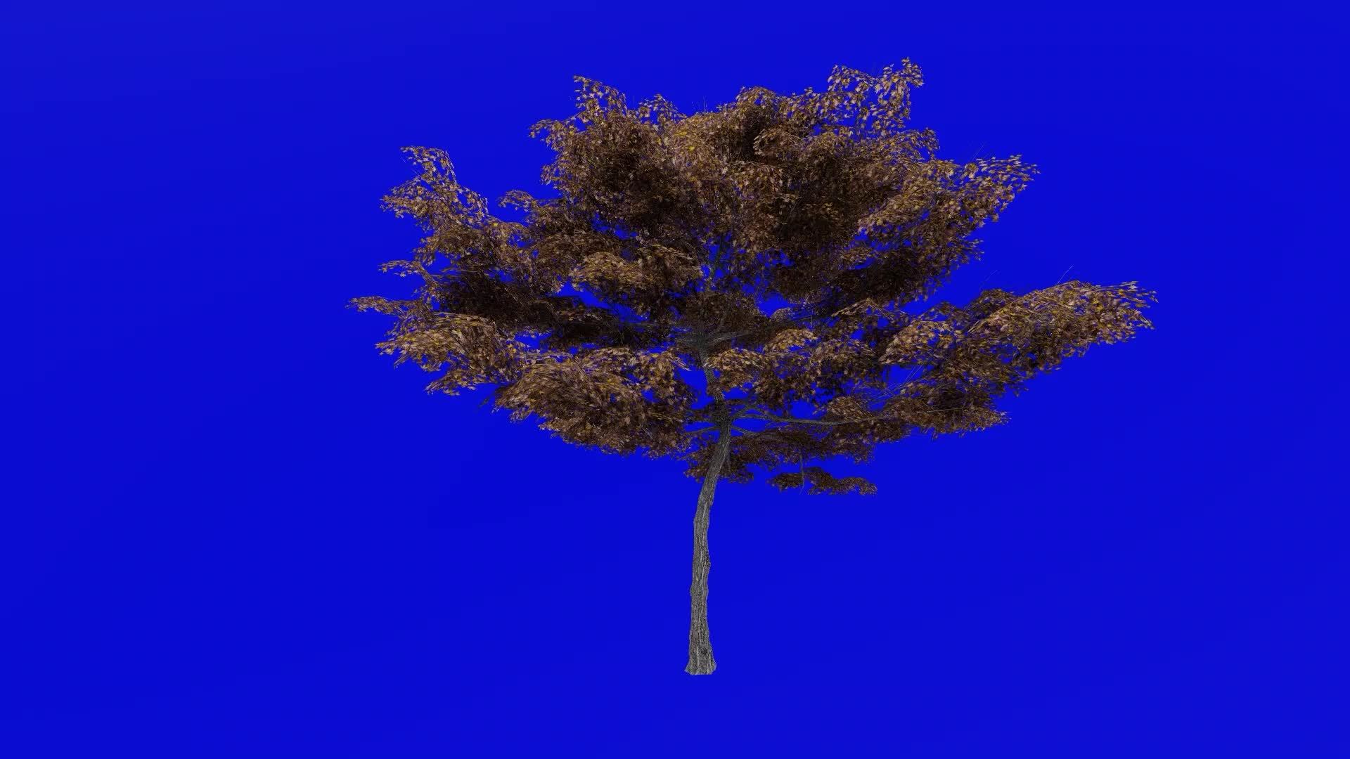 Tree animation loop - japanese maple, fullmoon maple, downy japanese ...