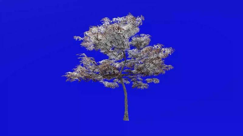 Tree animation loop - japanese maple, fullmoon maple, downy japanese ...