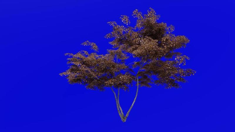 Tree animation loop - japanese maple, fullmoon maple, downy japanese ...