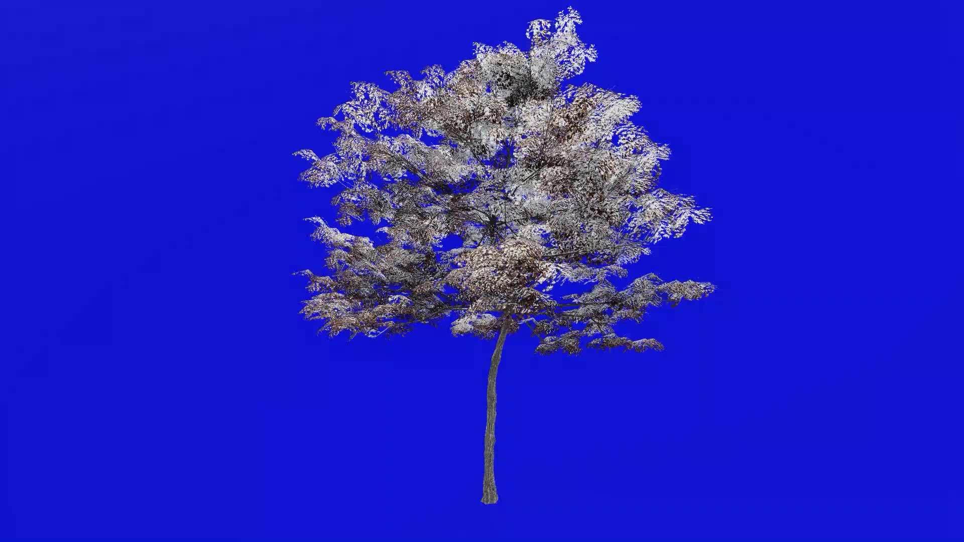 Tree animation loop - japanese maple, fullmoon maple, downy japanese ...