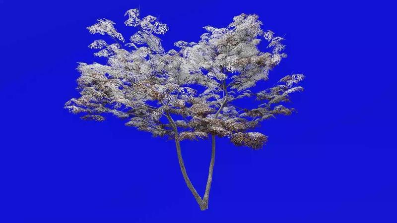Tree animation loop - japanese maple, fullmoon maple, downy japanese ...