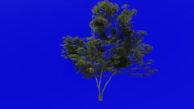 Tree animation loop - japanese maple, fullmoon maple, downy japanese ...