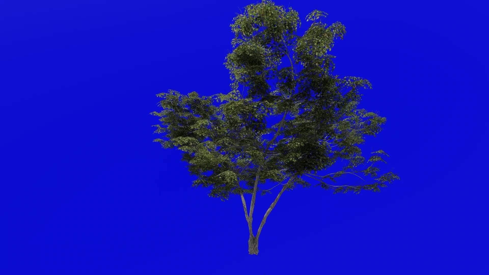 Tree animation loop - japanese maple, fullmoon maple, downy japanese ...
