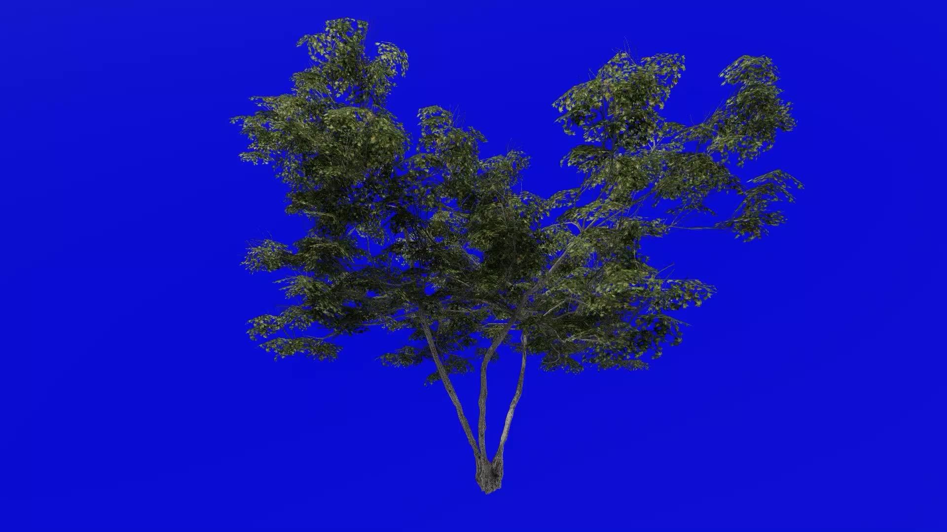 Tree animation loop - japanese maple, fullmoon maple, downy japanese ...