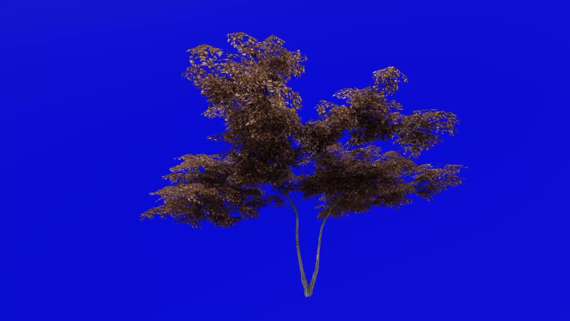Tree animation loop - japanese maple, fullmoon maple, downy japanese ...