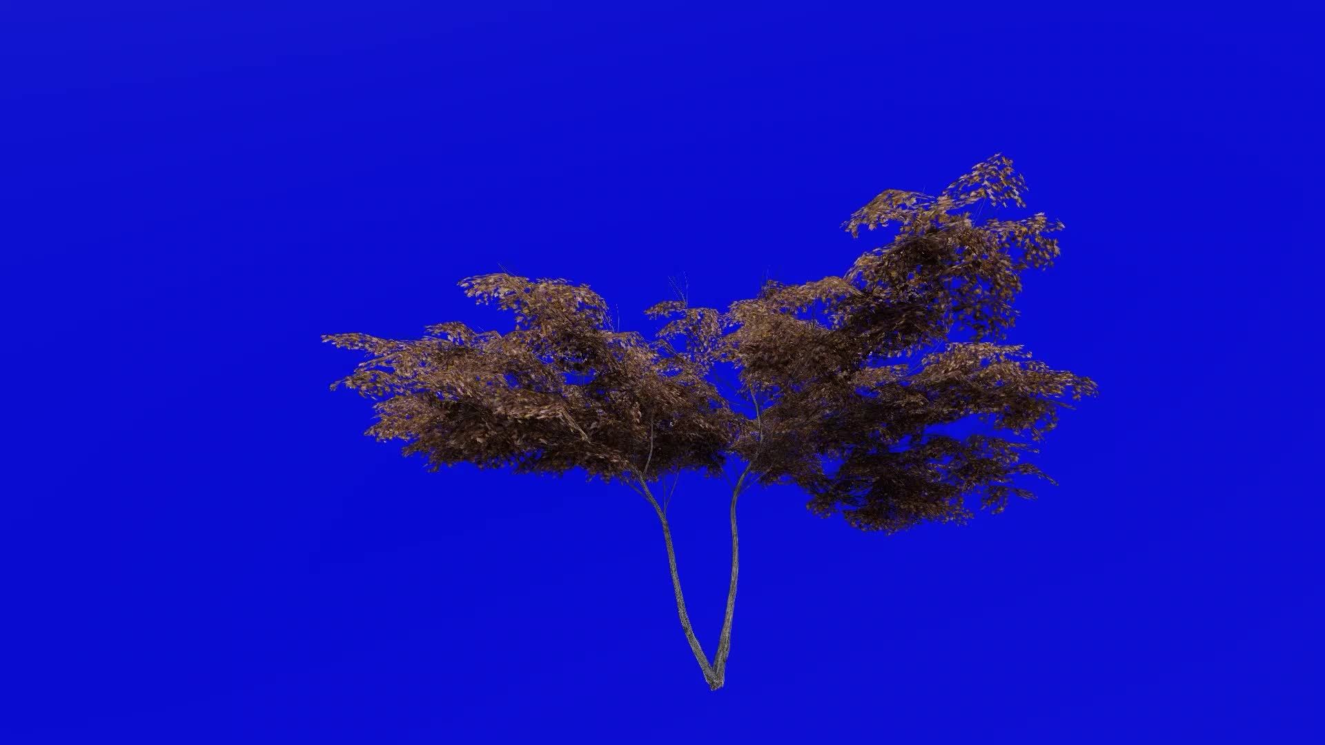 Tree animation loop - japanese maple, fullmoon maple, downy japanese ...