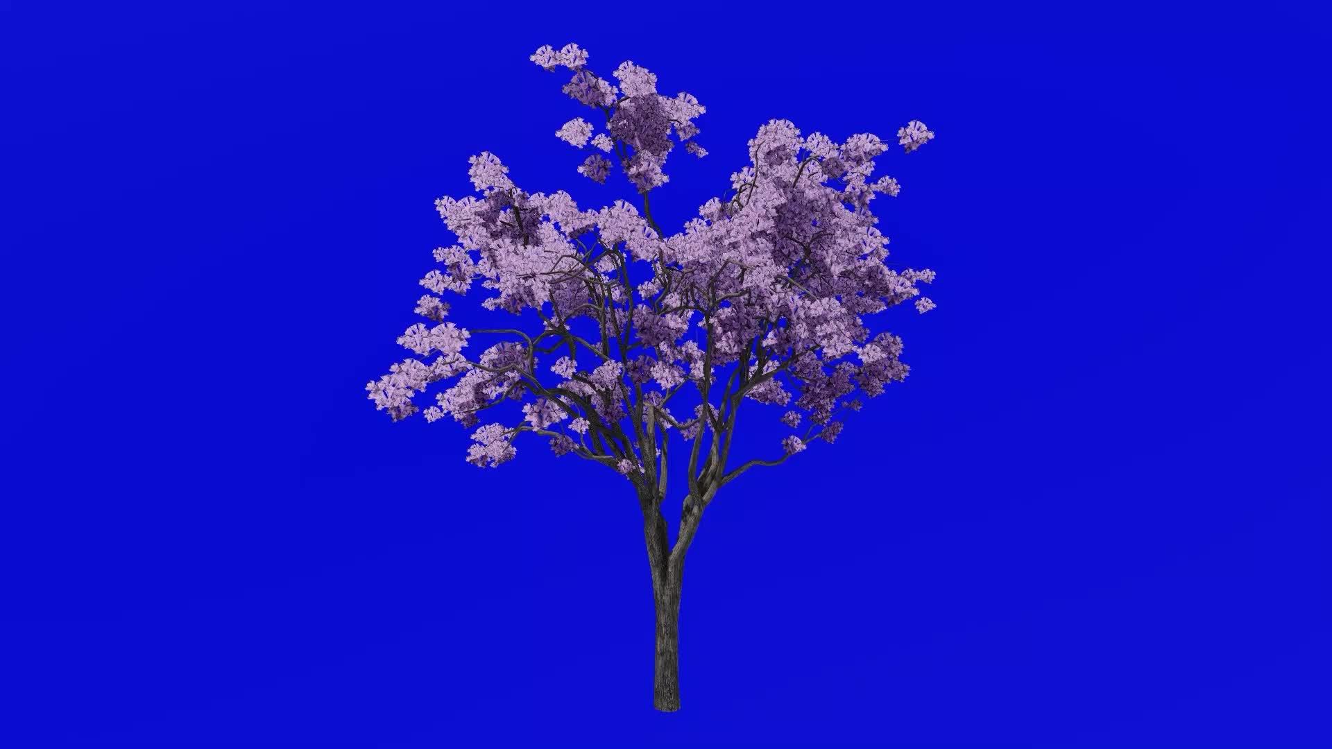 Tree flower animation loop - jacaranda tree - nupur - fern tree ...