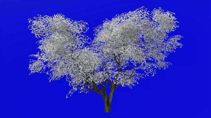 Tree Animation Stock Video Footage for Free Download