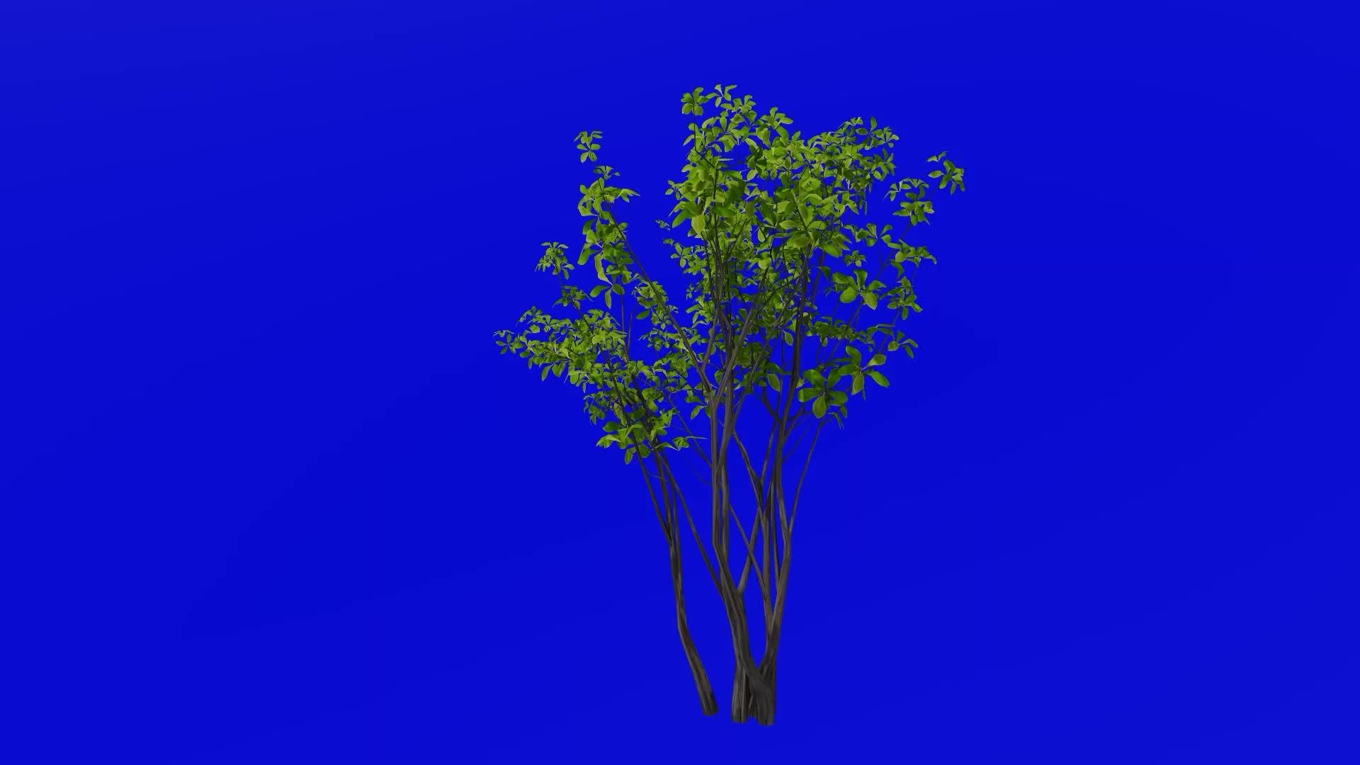 Tree Growing Animation Stock Video Footage for Free Download