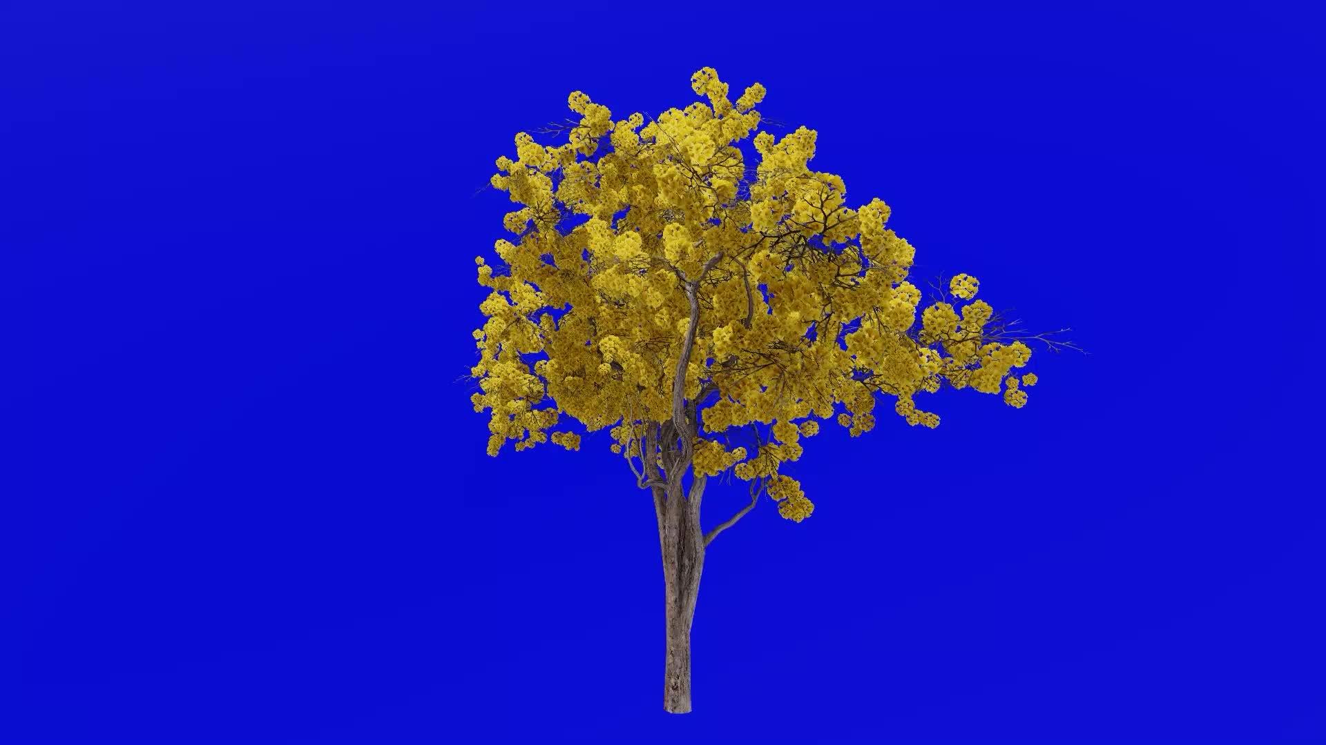 Tree flower animation loop - trumpet tree, redbud, texas redbud ...