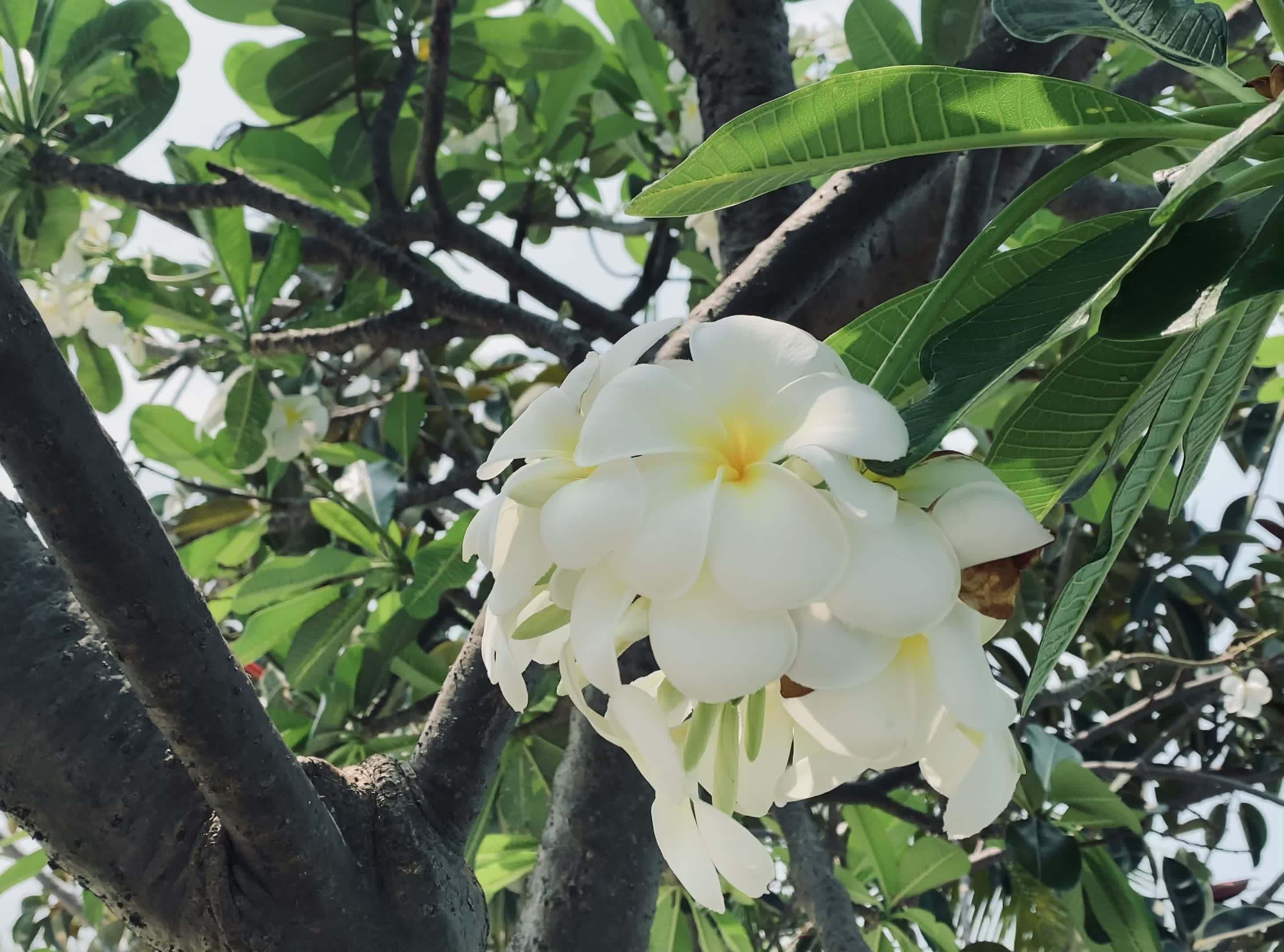 White Frangipani, white Plumeria, Temple Tree, Graveyard Tree, The flowers blooming in the ...