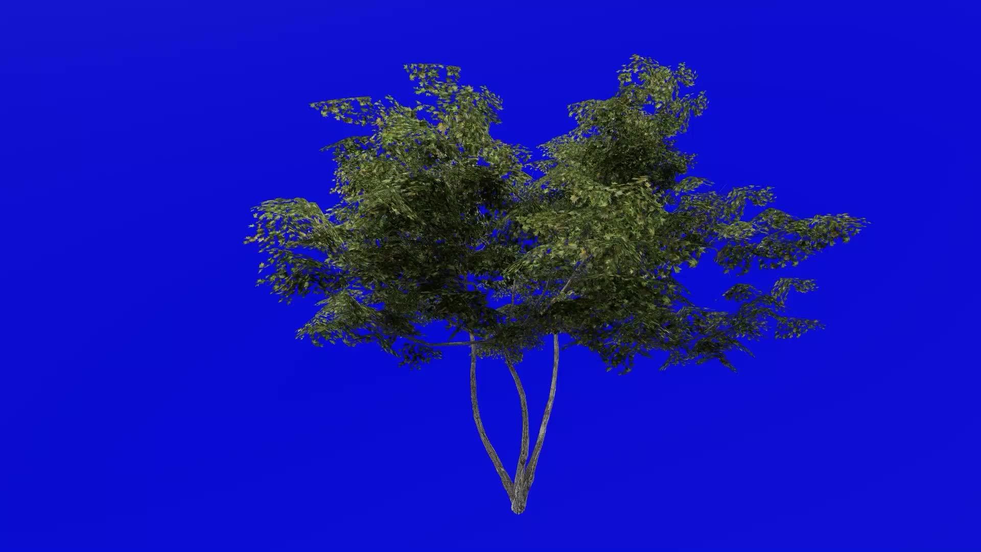 Tree animation loop - japanese maple, fullmoon maple, downy japanese ...