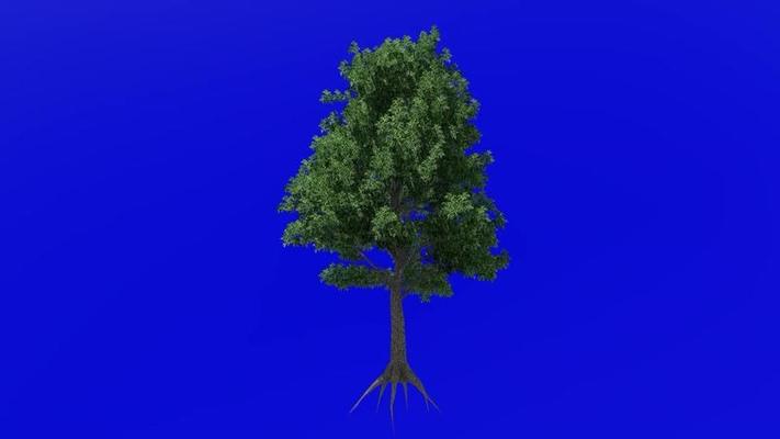 Green Screen Tree Stock Video Footage for Free Download