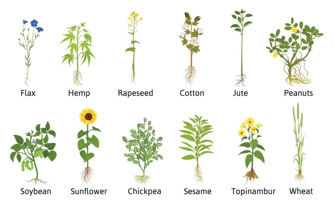 Plantas Medicinales Vectores, Iconos, Gráficos y Fondos para Descargar ...