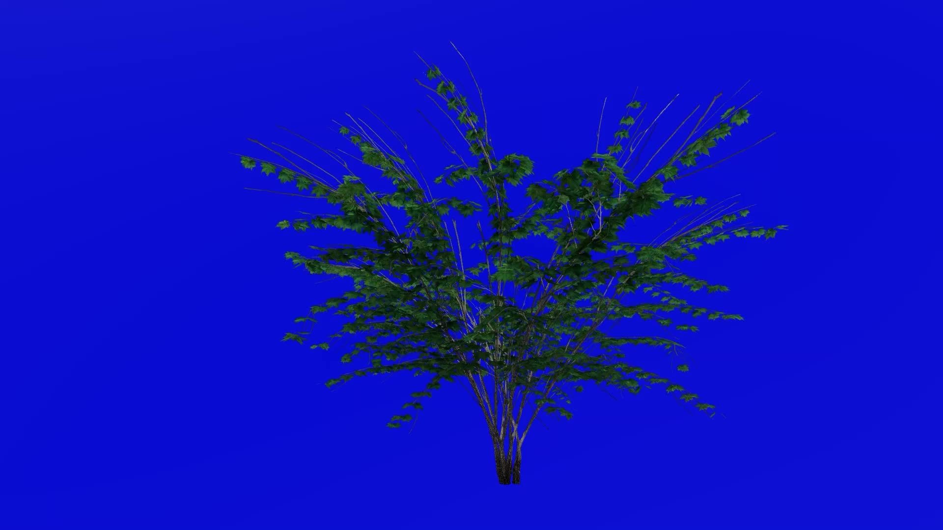 Tree animation loop - japanese maple, fullmoon maple, downy japanese ...
