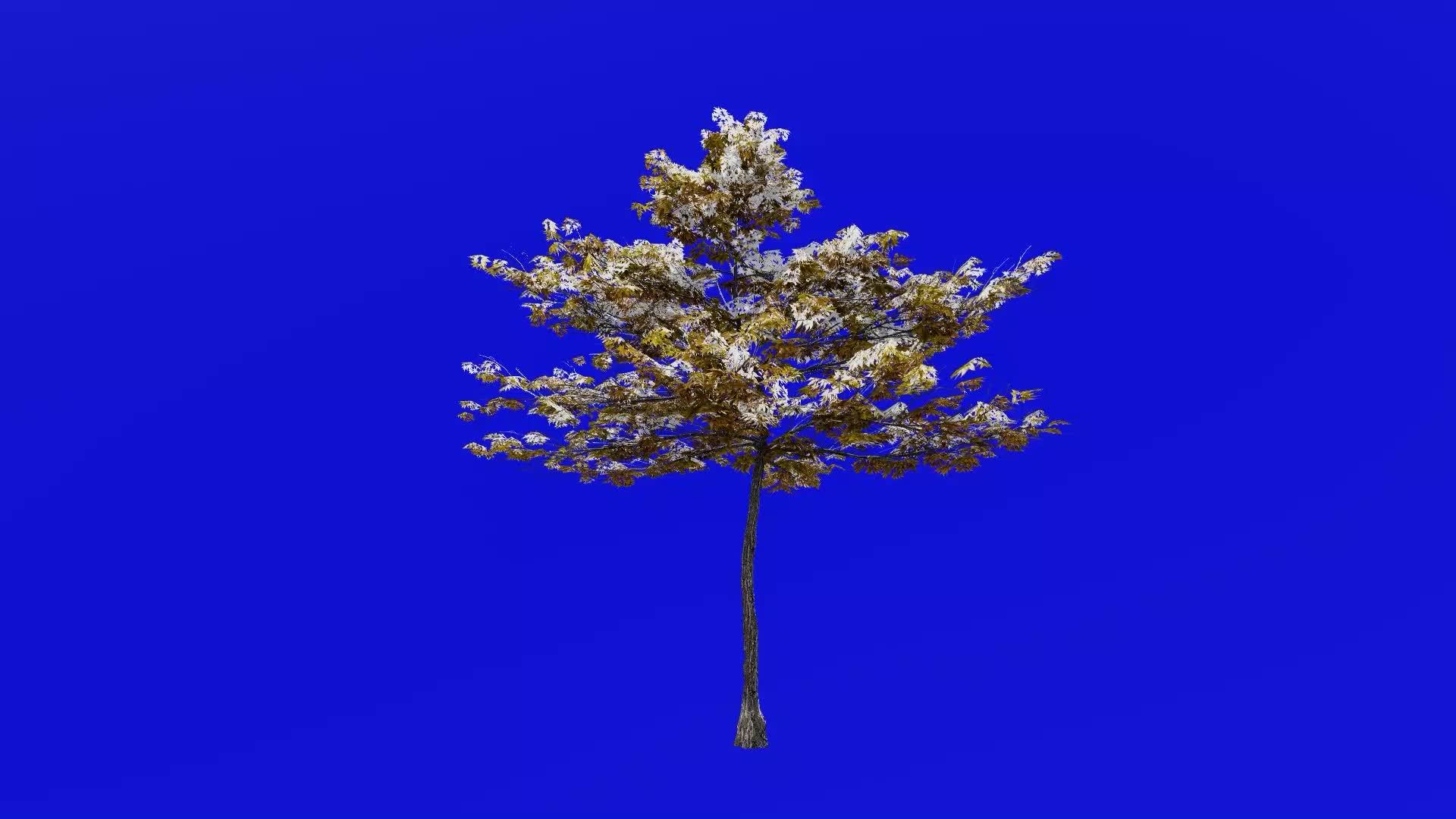Tree animation loop - japanese maple, fullmoon maple, downy japanese ...