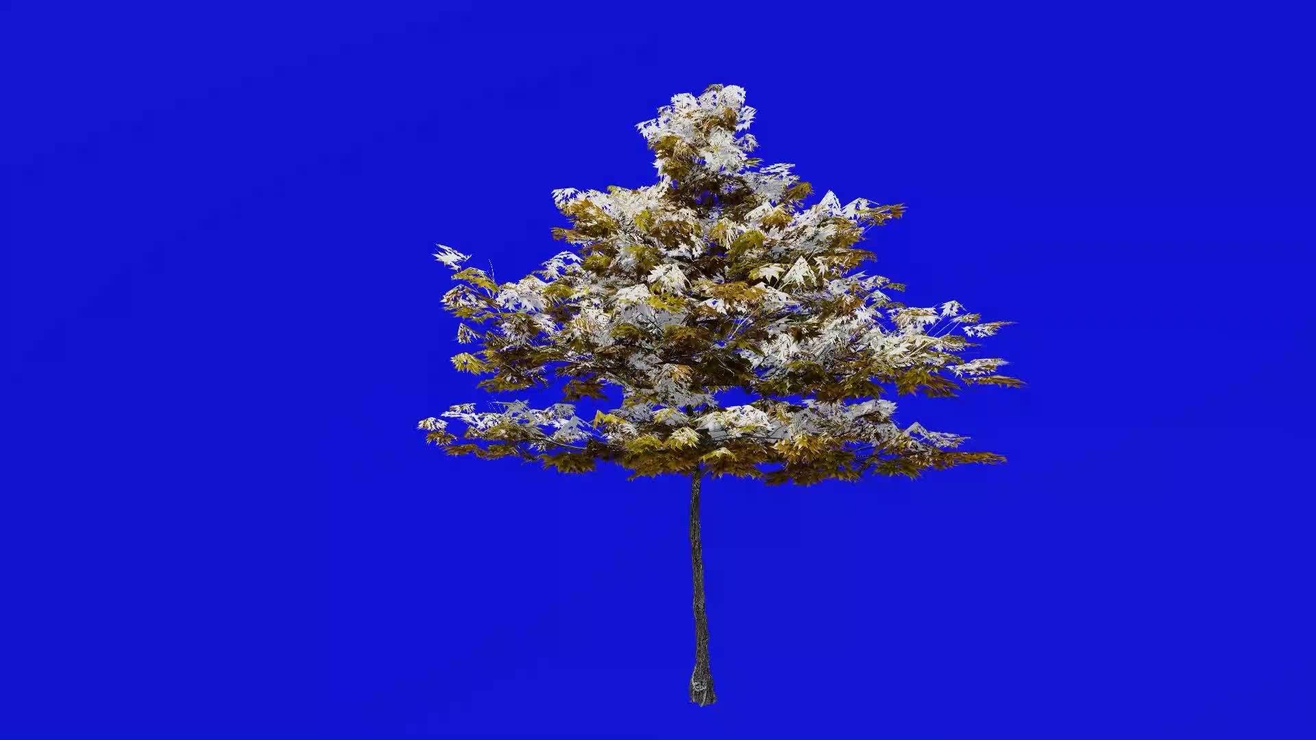 Tree animation loop - japanese maple, fullmoon maple, downy japanese ...
