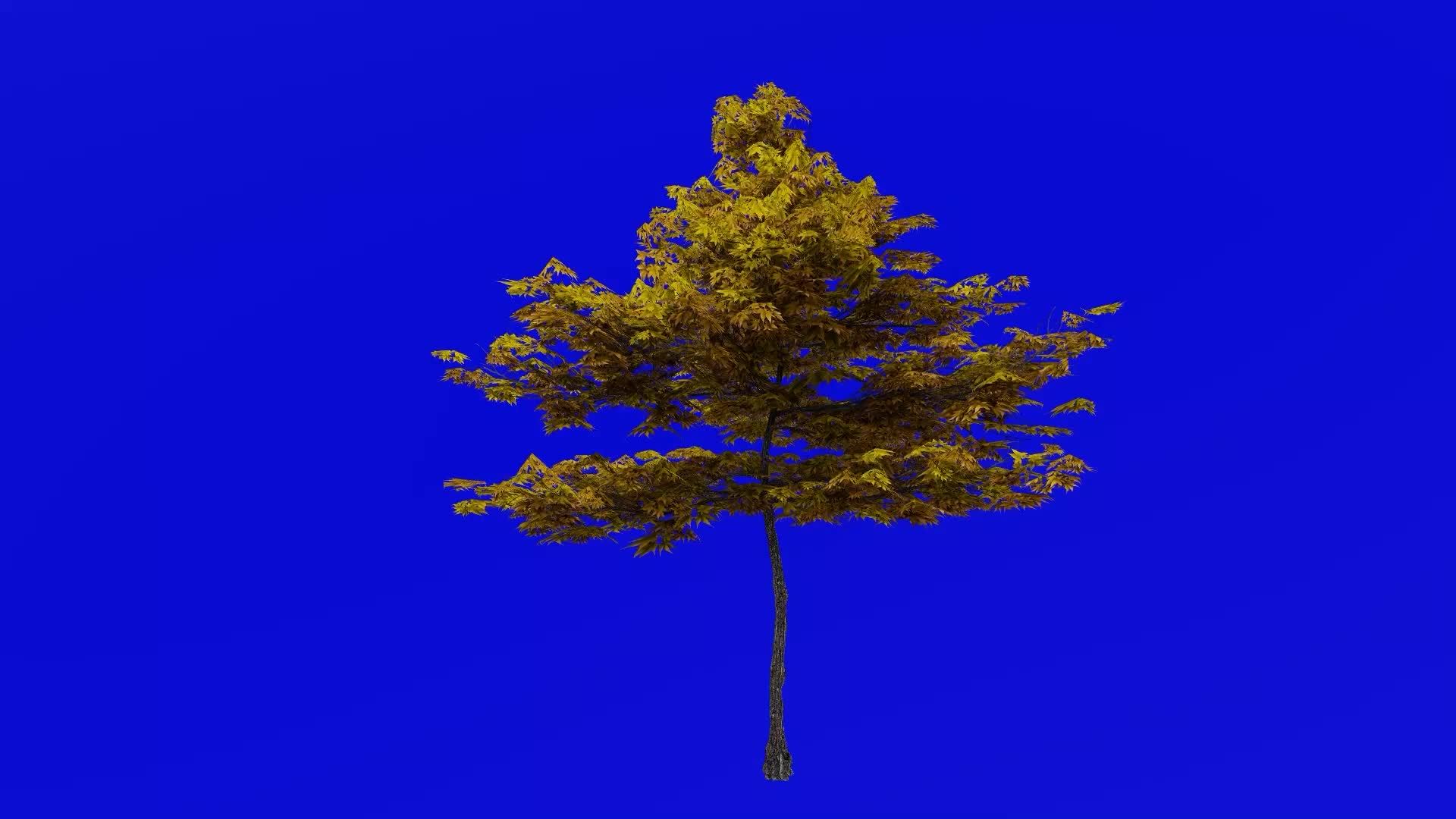 Tree animation loop - japanese maple, fullmoon maple, downy japanese ...