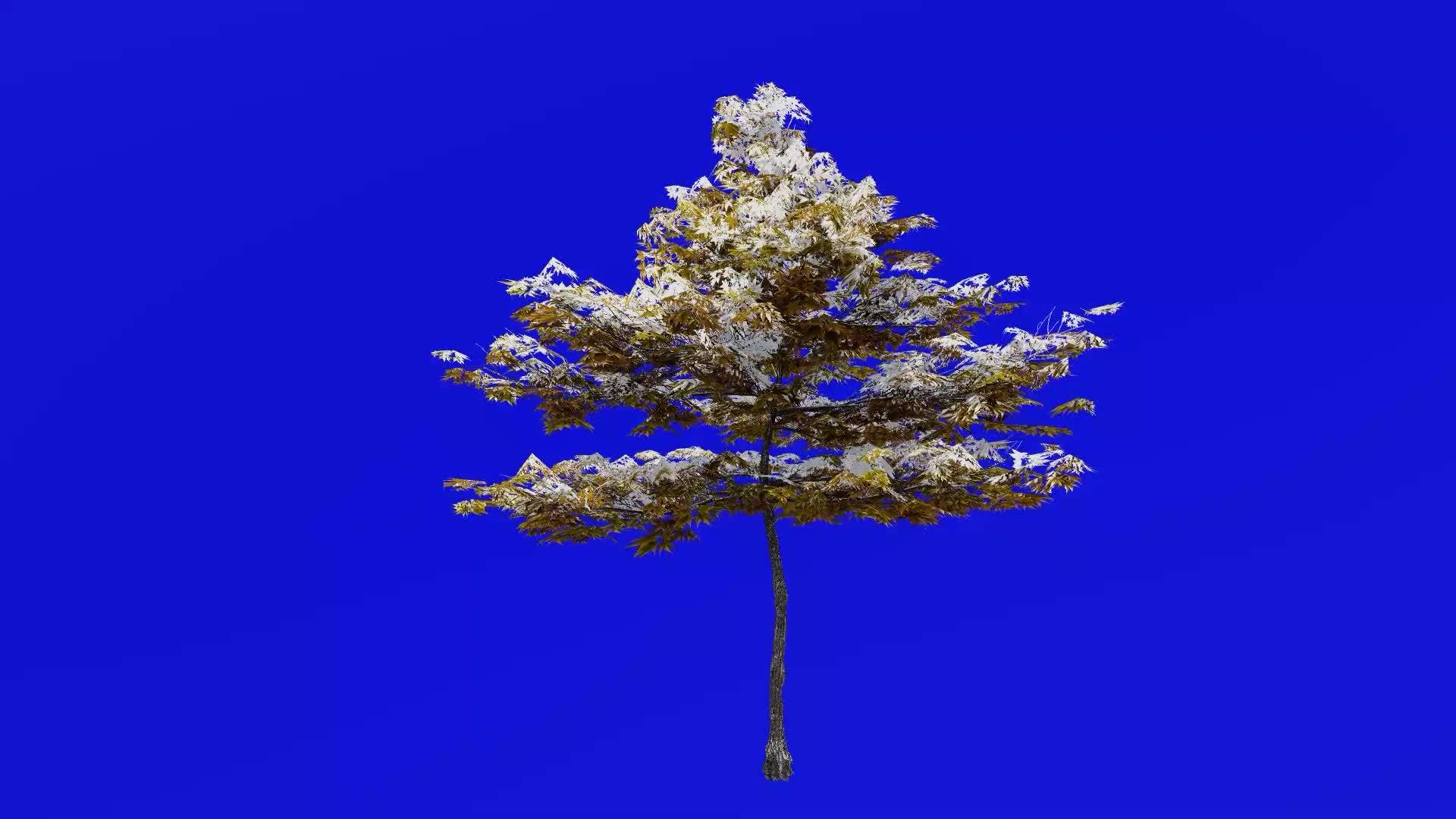 Tree animation loop - japanese maple, fullmoon maple, downy japanese ...