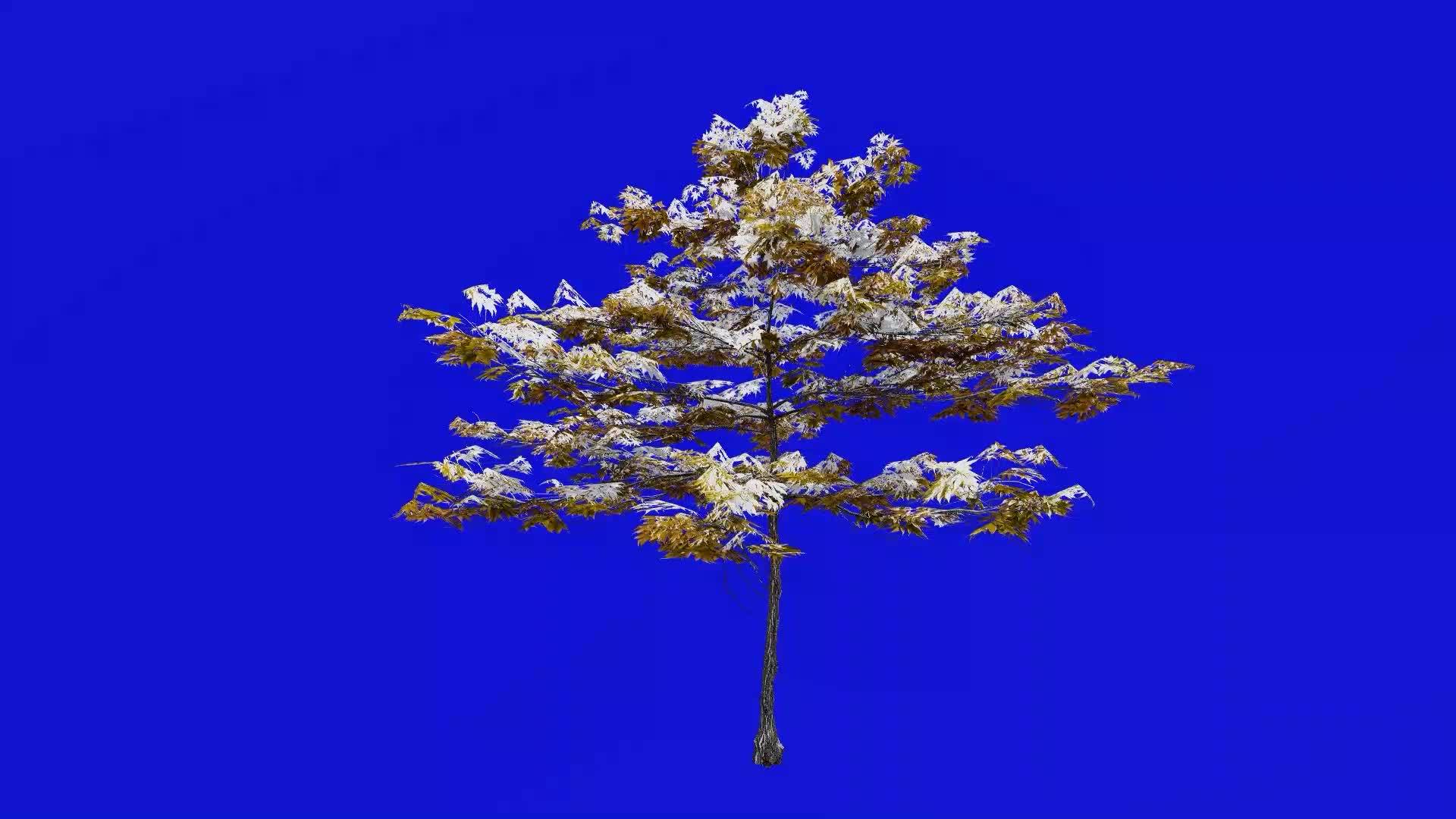 Tree animation loop - japanese maple, fullmoon maple, downy japanese ...