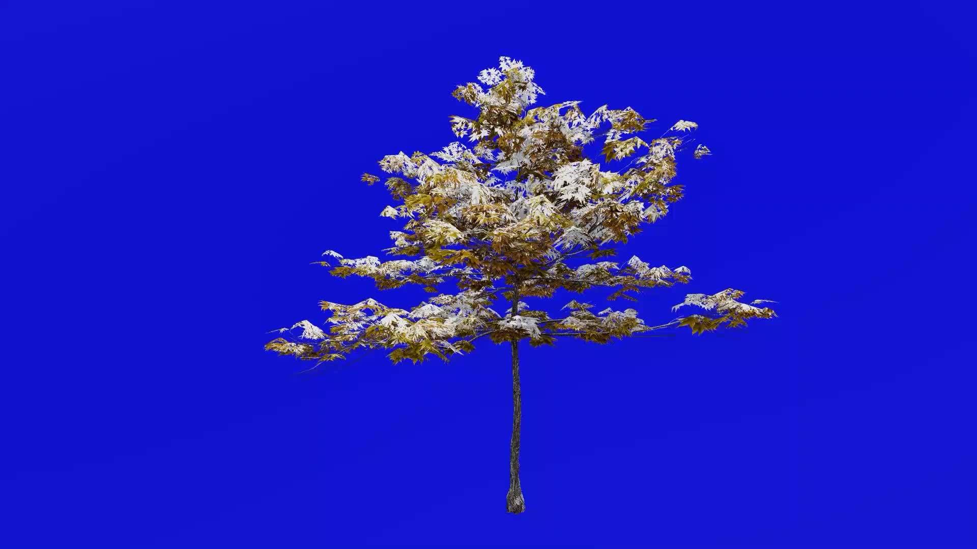 Tree animation loop - japanese maple, fullmoon maple, downy japanese ...