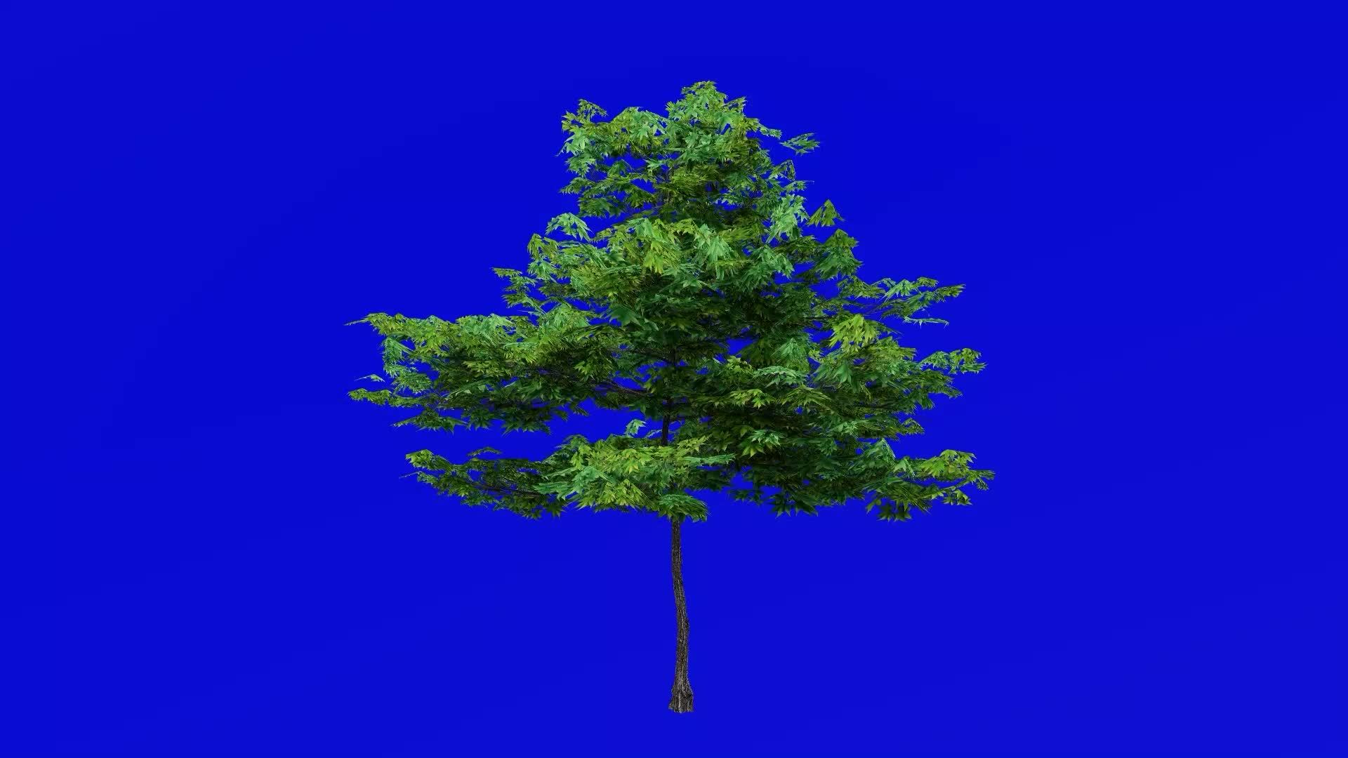 Tree animation loop - japanese maple, fullmoon maple, downy japanese ...