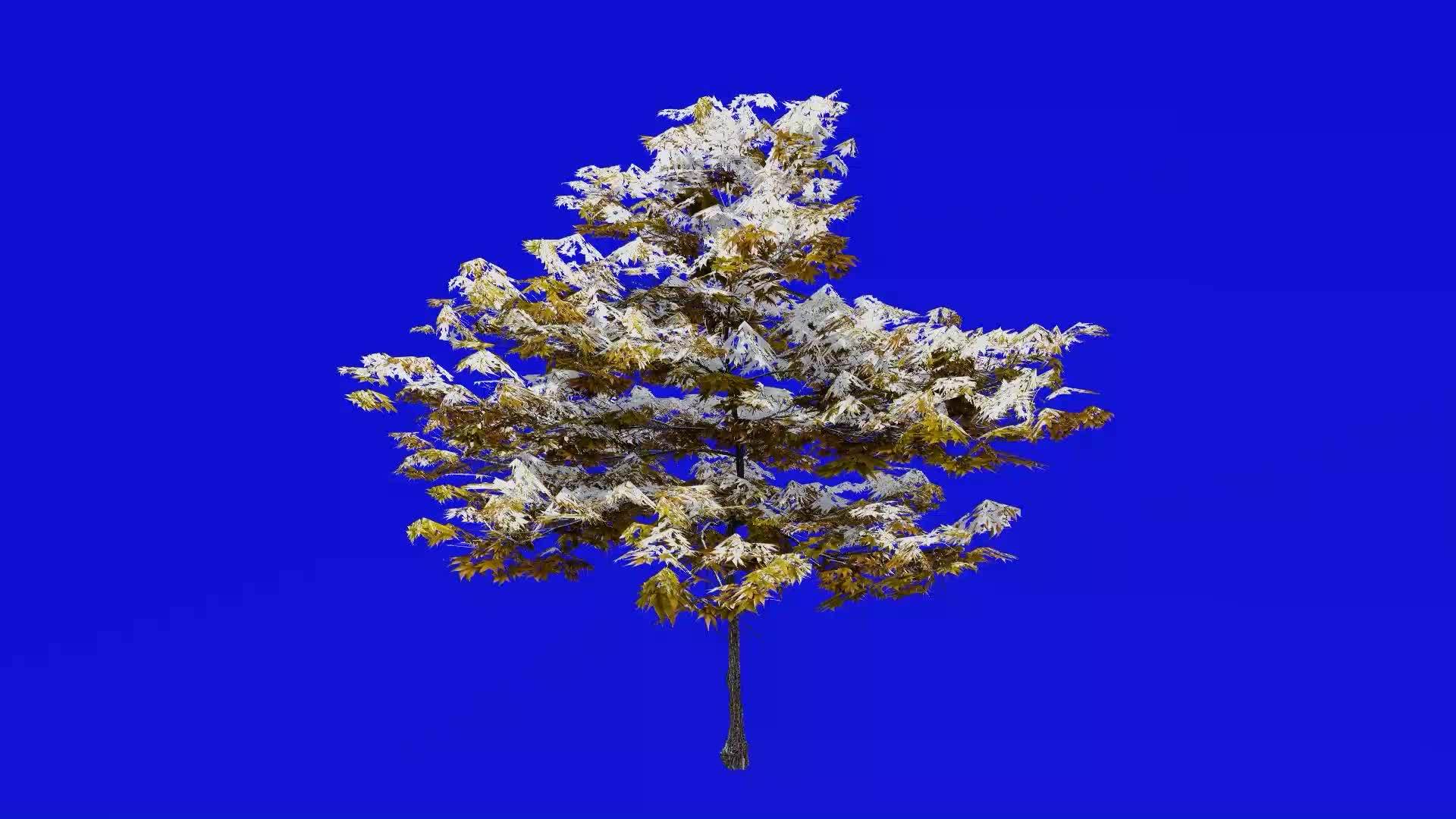 Tree animation loop - japanese maple, fullmoon maple, downy japanese ...