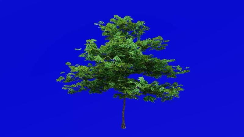 Tree animation loop - japanese maple, fullmoon maple, downy japanese ...