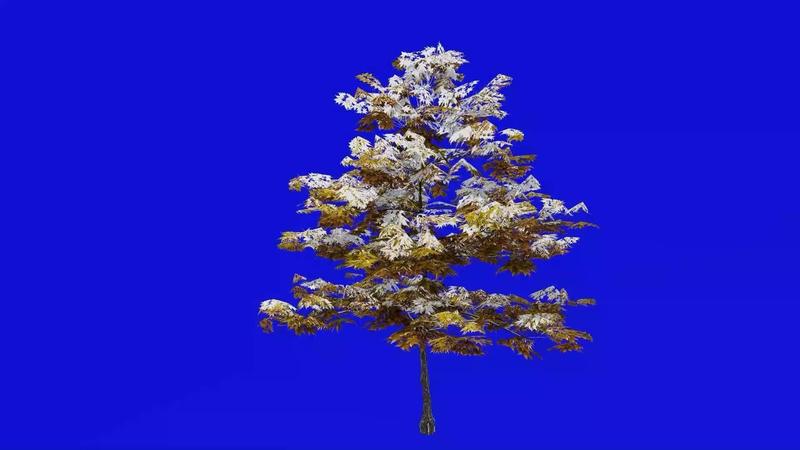Tree animation loop - japanese maple, fullmoon maple, downy japanese ...