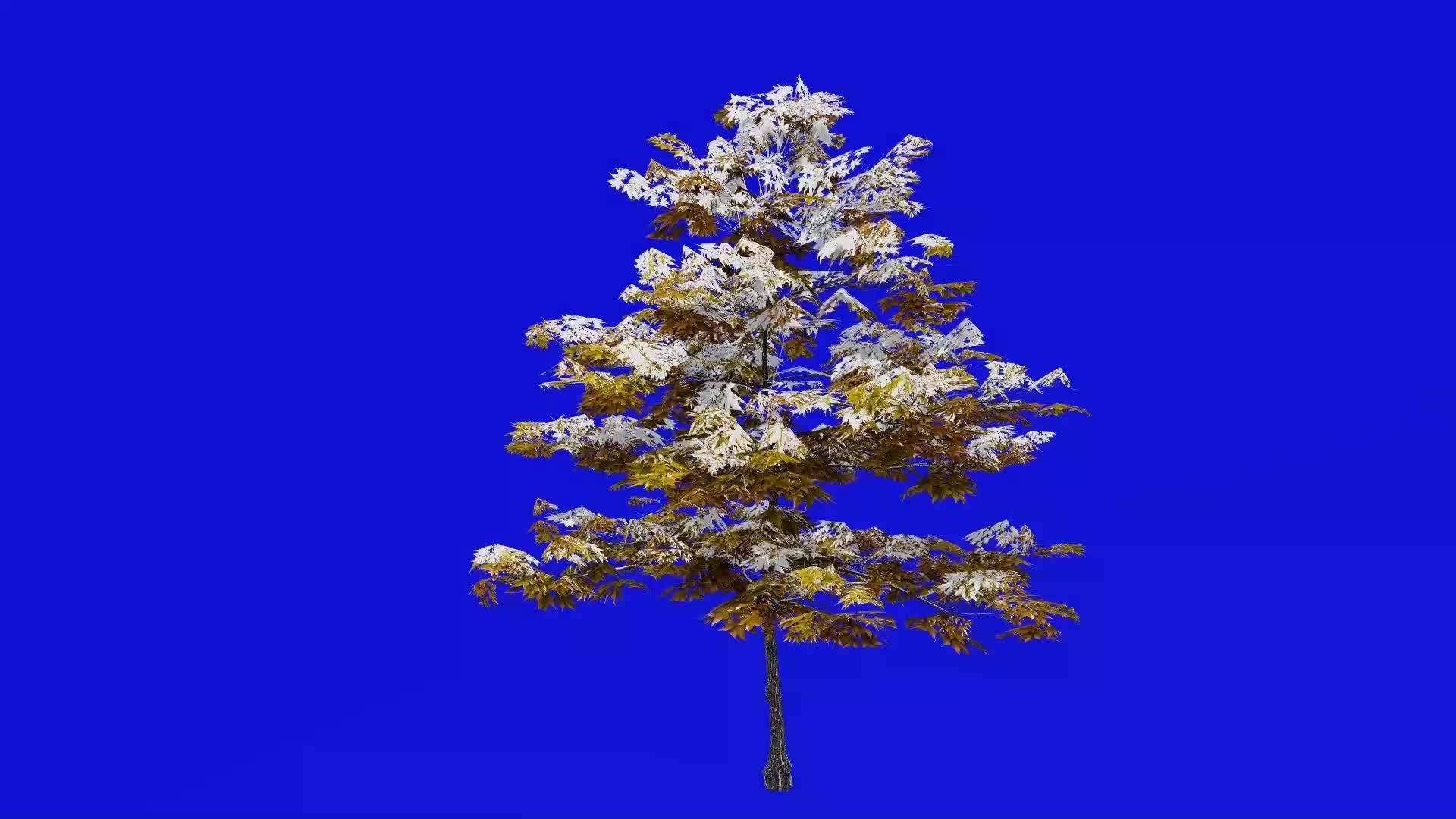 Tree animation loop - japanese maple, fullmoon maple, downy japanese ...