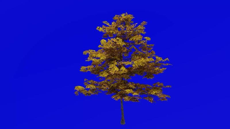 Tree animation loop - japanese maple, fullmoon maple, downy japanese ...