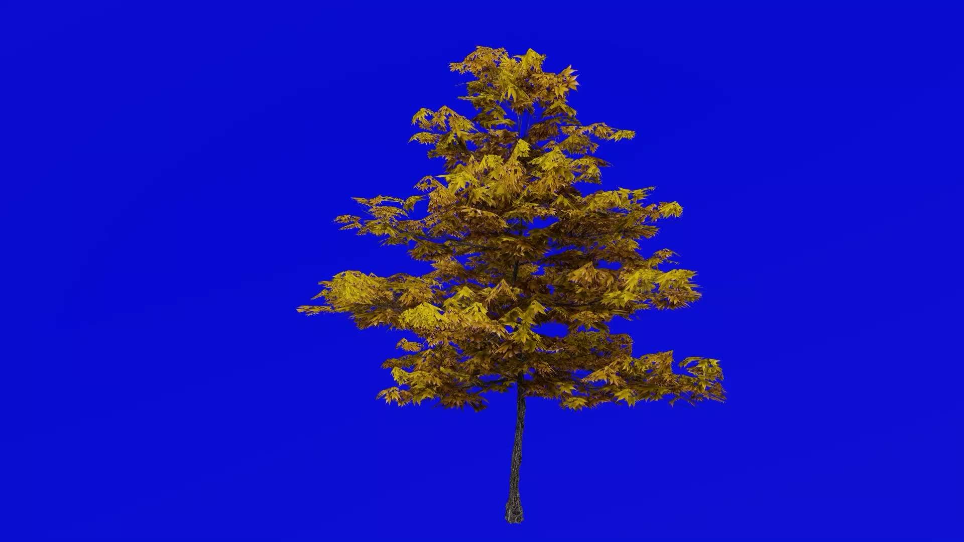Tree animation loop - japanese maple, fullmoon maple, downy japanese ...