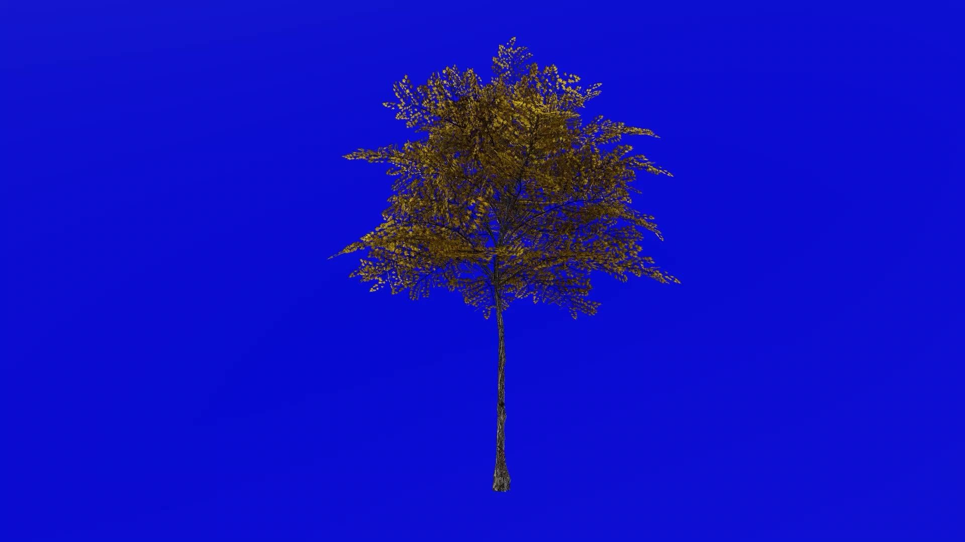 Tree animation loop - japanese maple, fullmoon maple, downy japanese ...