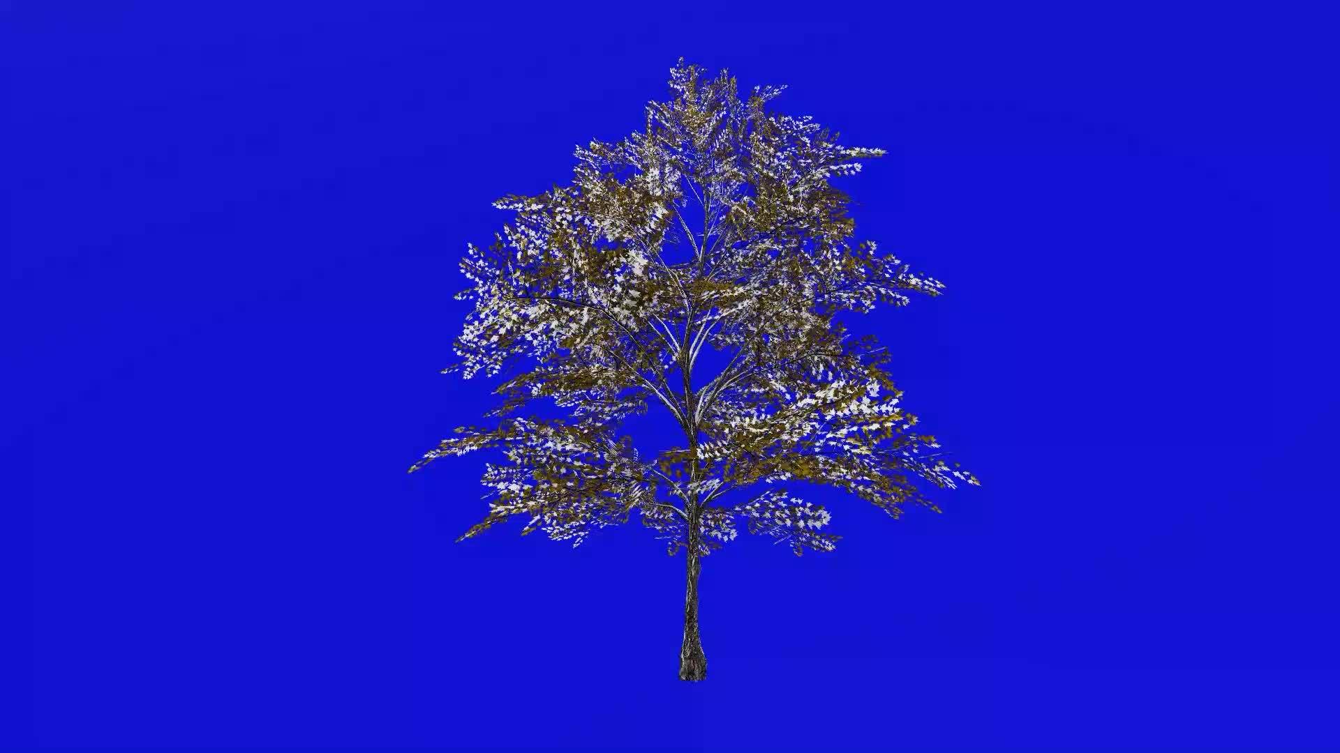 Tree animation loop - japanese maple, fullmoon maple, downy japanese ...