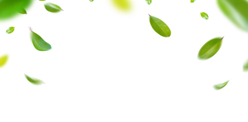 Floating Leaf PNGs for Free Download Floating Leaf PNGs for Free Download