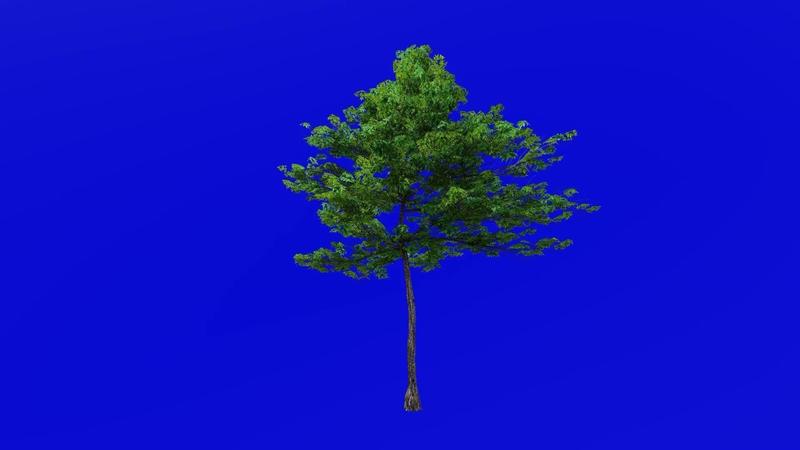 Tree animation loop - japanese maple, fullmoon maple, downy japanese ...