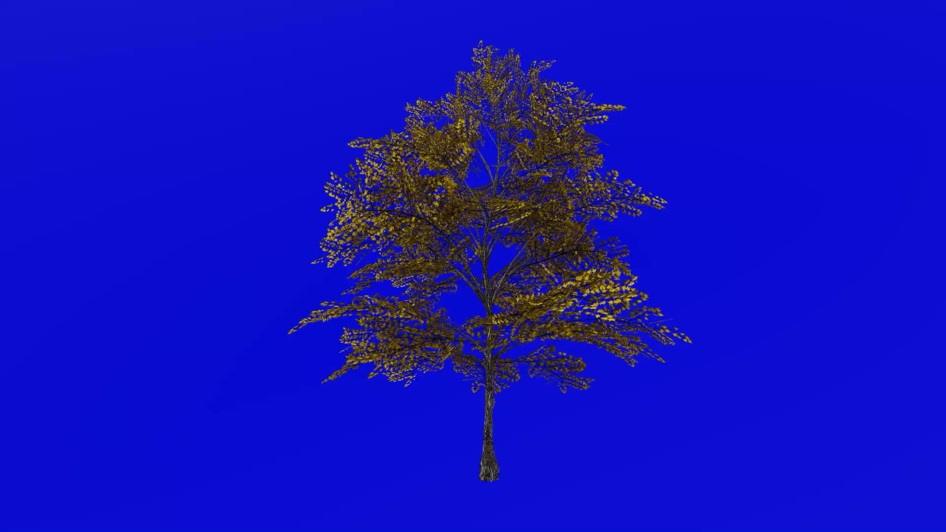 Tree animation loop - japanese maple, fullmoon maple, downy japanese ...