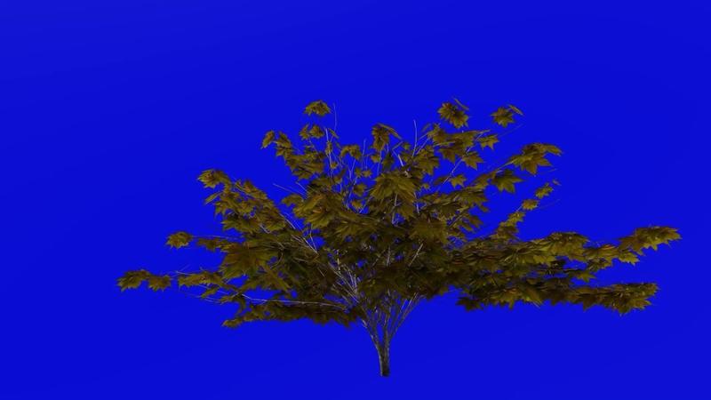 Tree animation loop - japanese maple, fullmoon maple, downy japanese ...