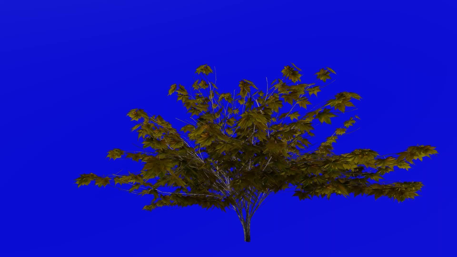 Tree animation loop - japanese maple, fullmoon maple, downy japanese ...