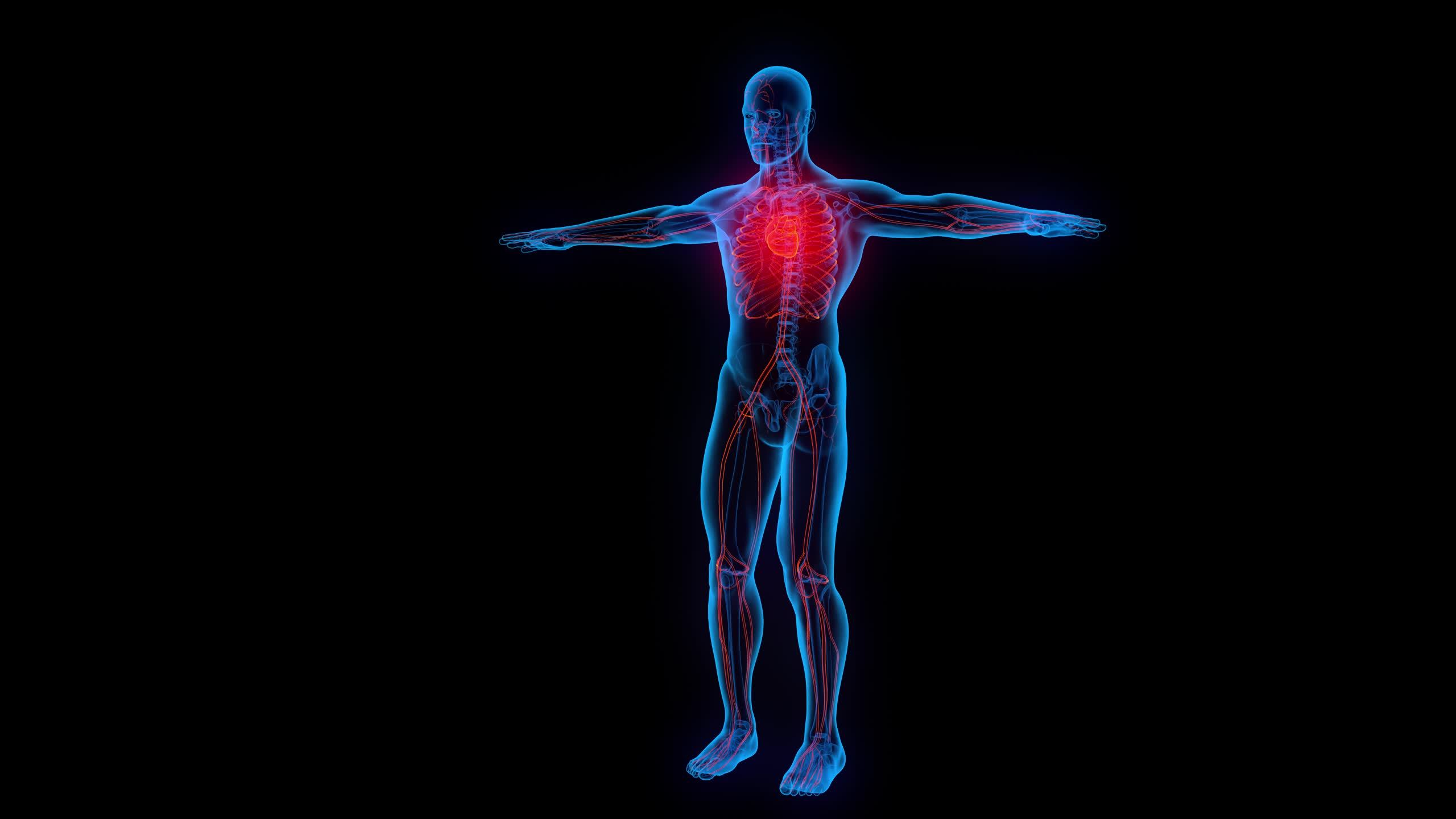 Human Anatomy Hd Images Free - Infoupdate.org