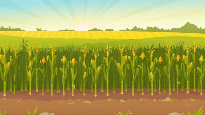 Corn Field Vector Art, Icons, and Graphics for Free Download Corn Field Vector Art, Icons, and Graphics for Free Download