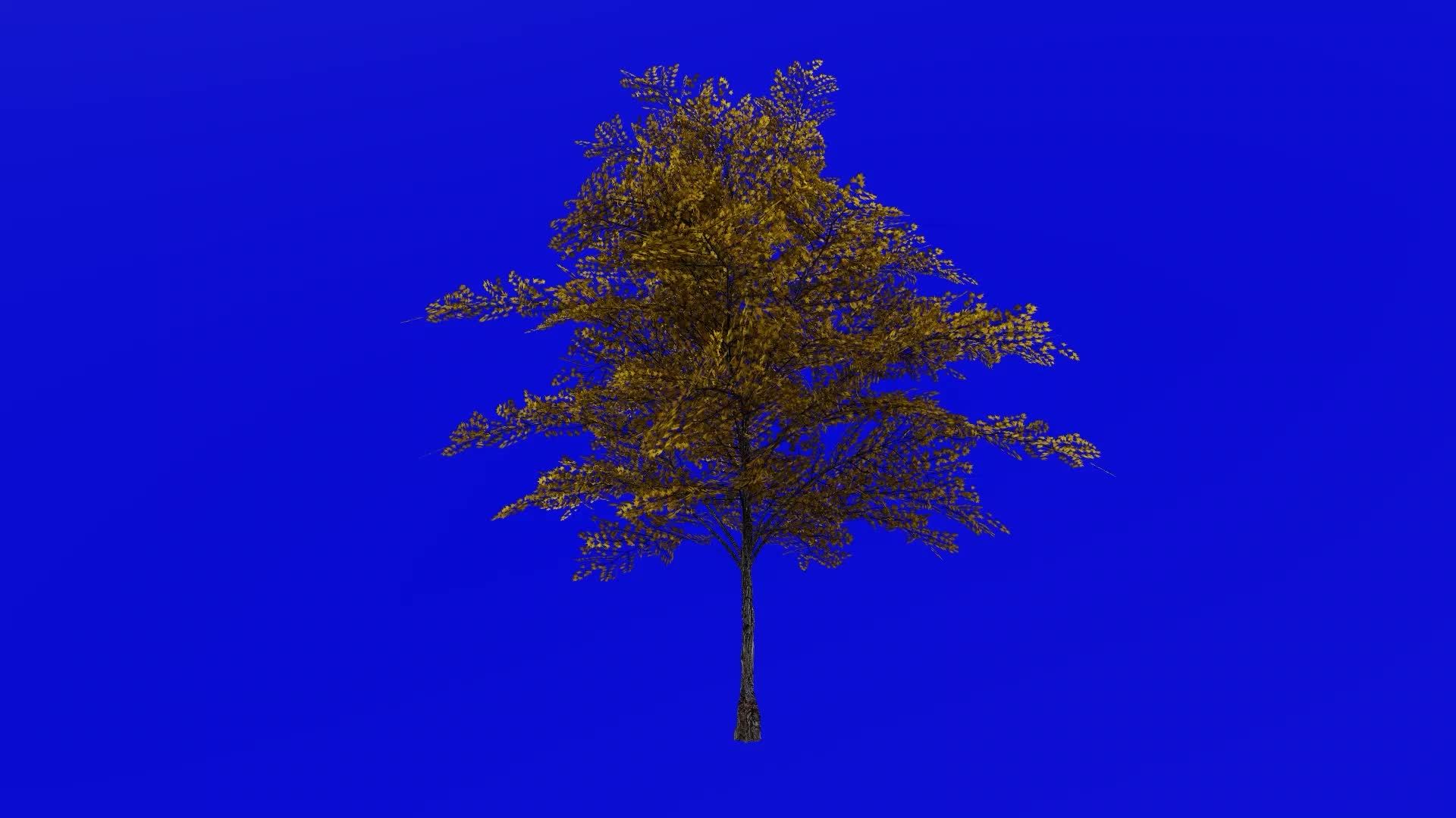 Tree animation loop - japanese maple, fullmoon maple, downy japanese ...