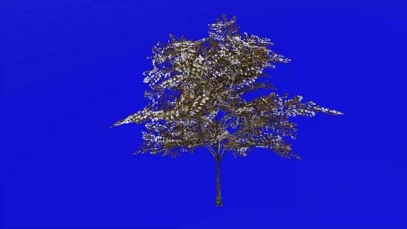 Tree animation loop - japanese maple, fullmoon maple, downy japanese ...