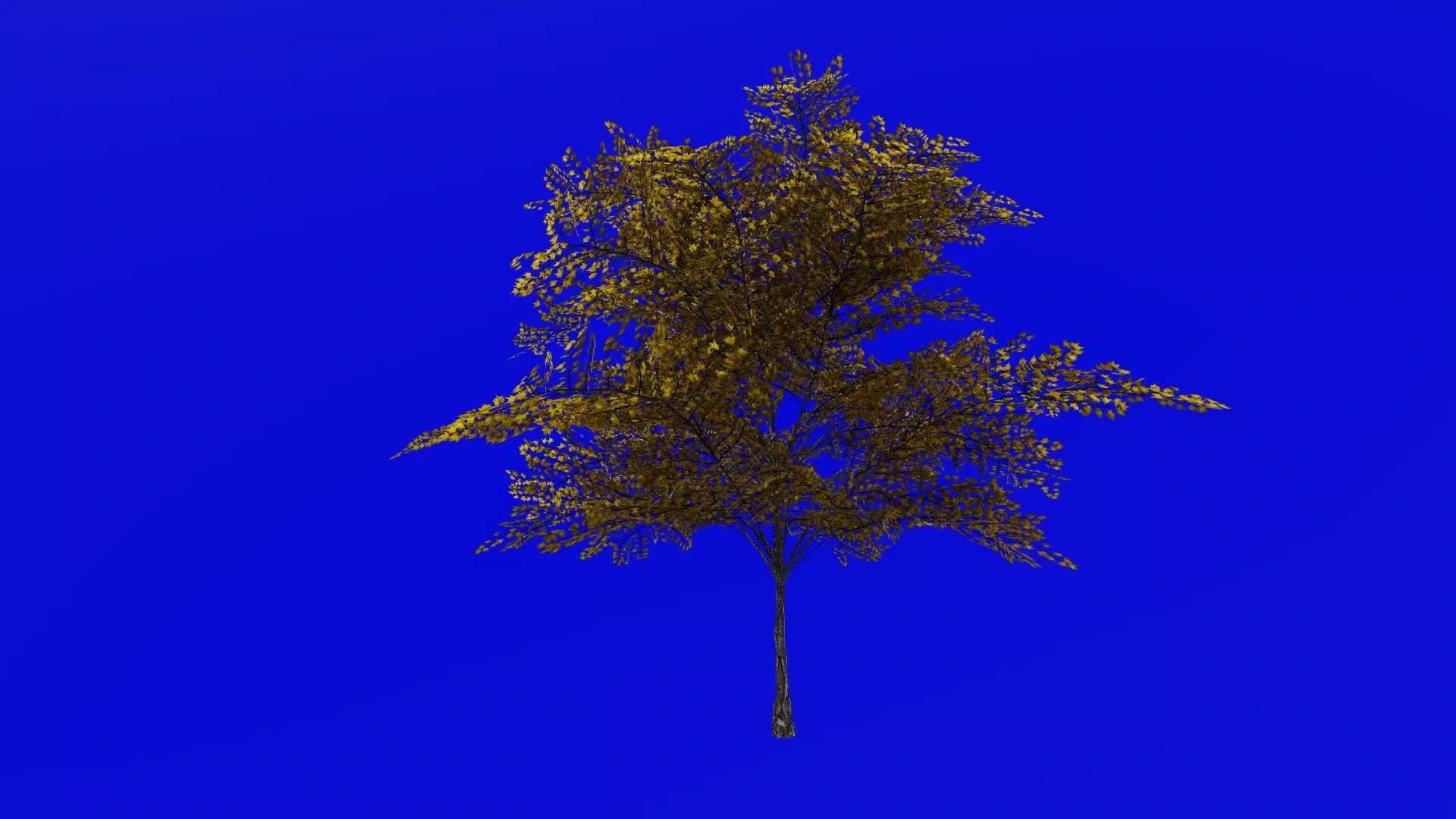 Tree animation loop - japanese maple, fullmoon maple, downy japanese ...