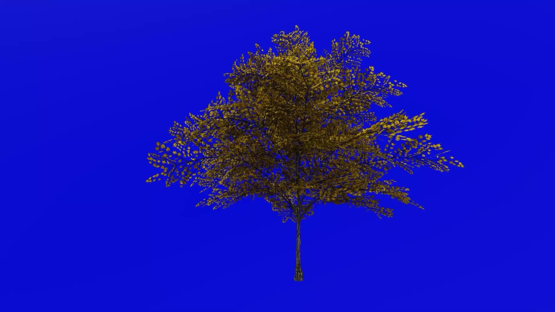 Tree animation loop - japanese maple, fullmoon maple, downy japanese ...