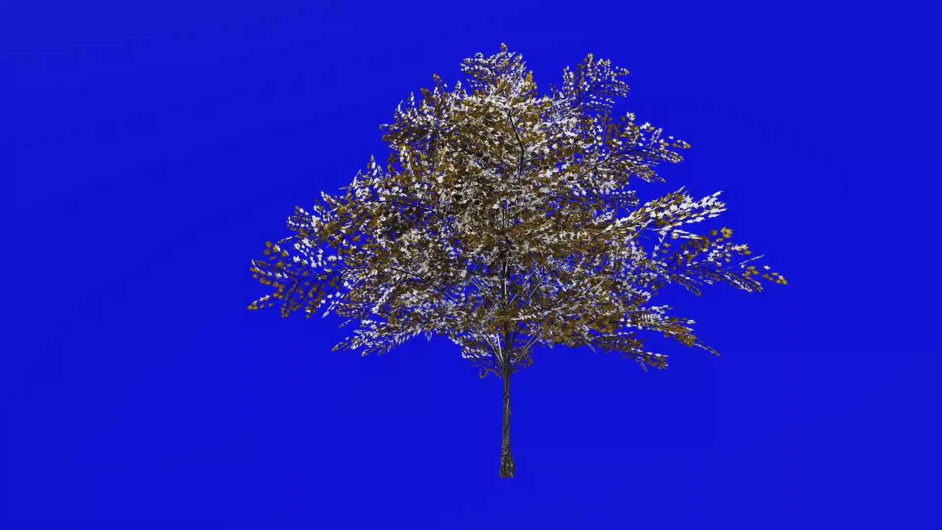 Tree animation loop - japanese maple, fullmoon maple, downy japanese ...