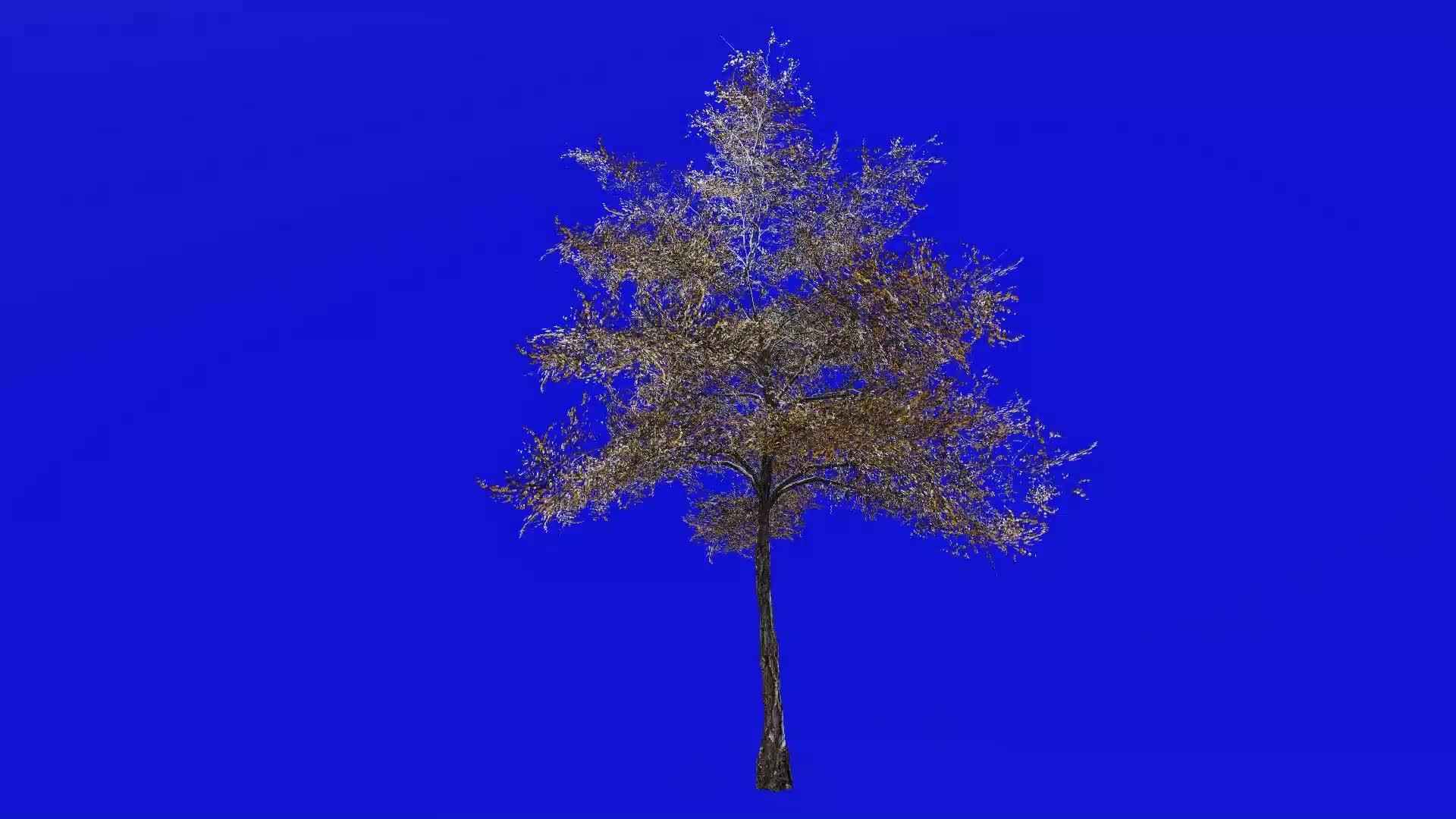 Tree animation loop - japanese maple, fullmoon maple, downy japanese ...