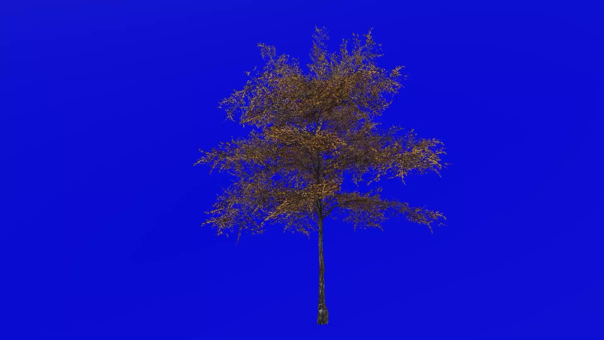 Tree animation loop - japanese maple, fullmoon maple, downy japanese ...