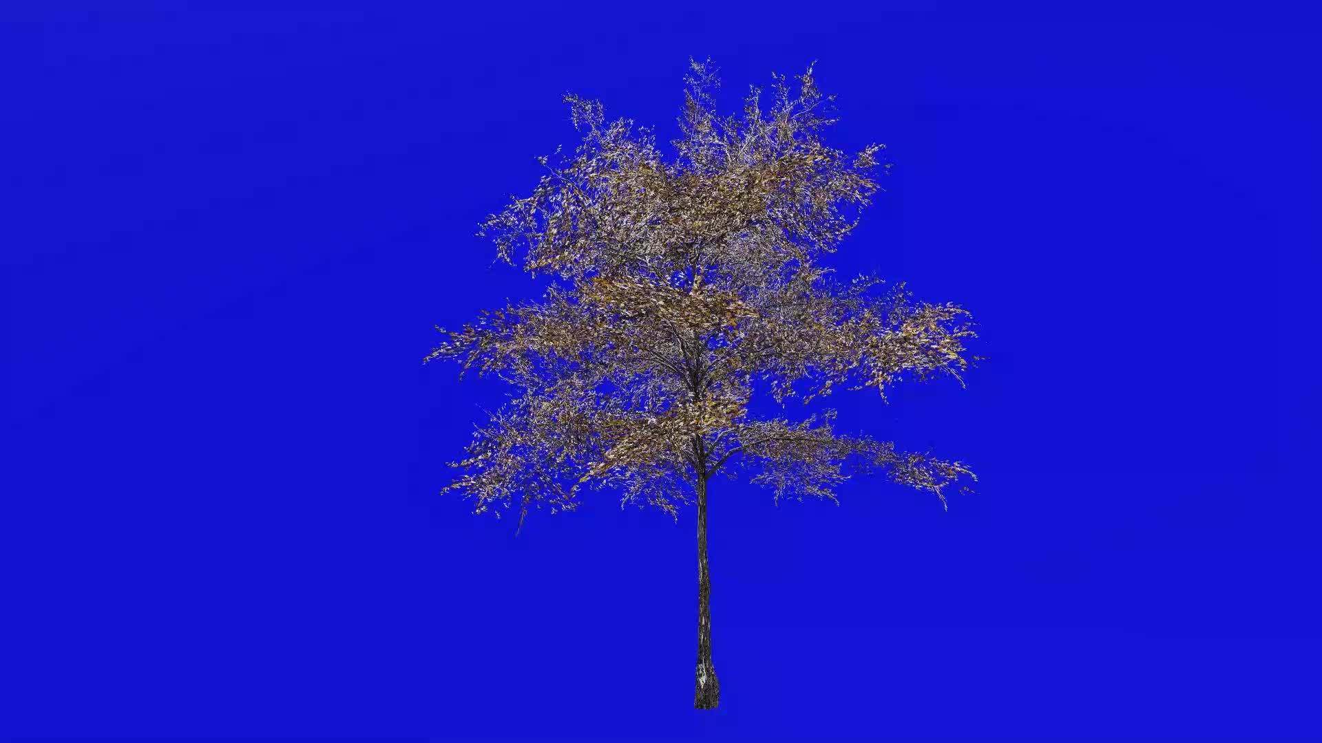 Tree animation loop - japanese maple, fullmoon maple, downy japanese ...
